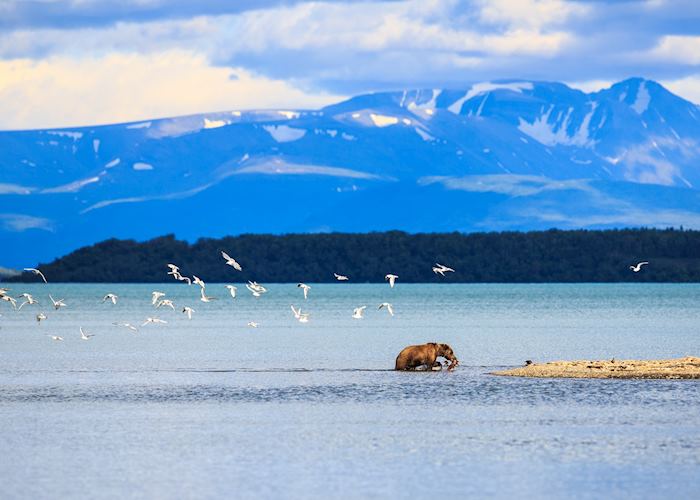 Visit Katmai National Park on a trip to Alaska | Audley Travel UK