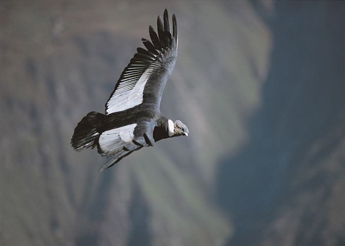 Climb Condors Cross, Peru | Audley Travel US