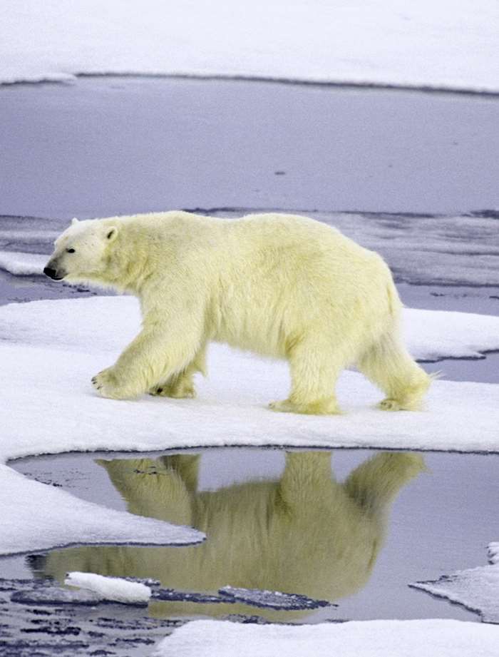 Polar bear watching in Canada | Audley Travel UK
