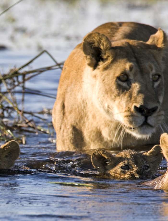 Mobile safari in the Okavango Delta and Chobe National Park | Audley ...