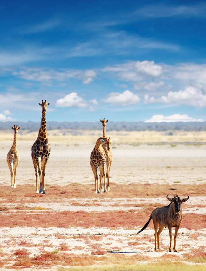 Namibia Holidays and Safaris 2025 & 2026 | Audley Travel UK