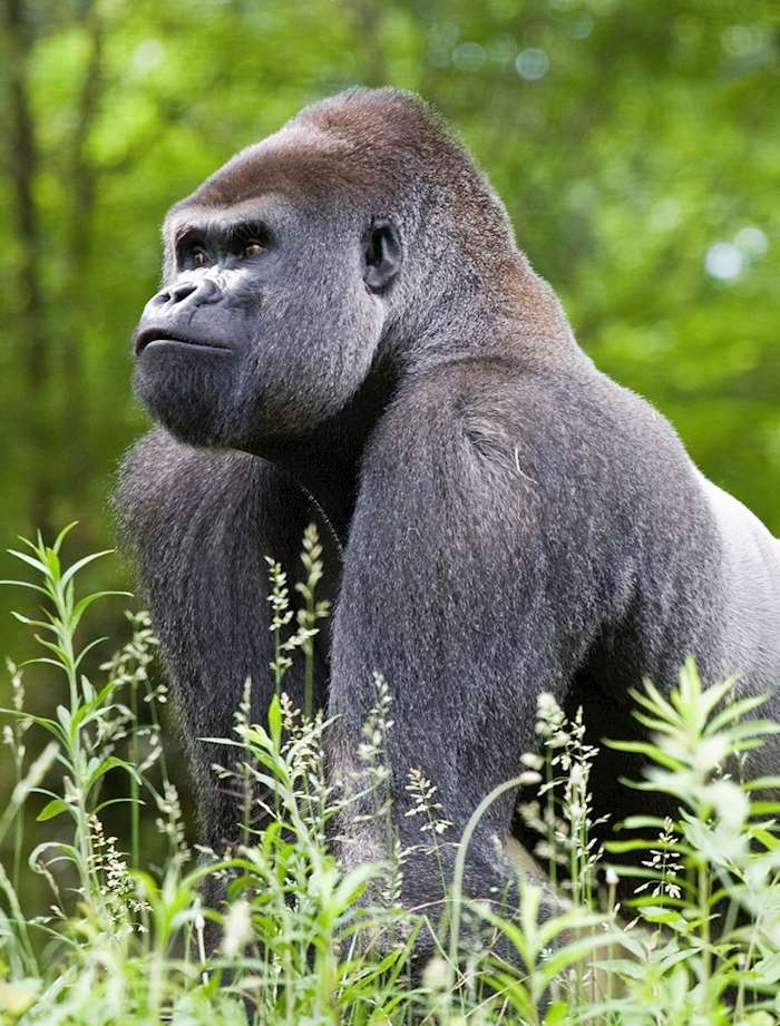 What to do in Uganda: our highlights | Audley Travel US
