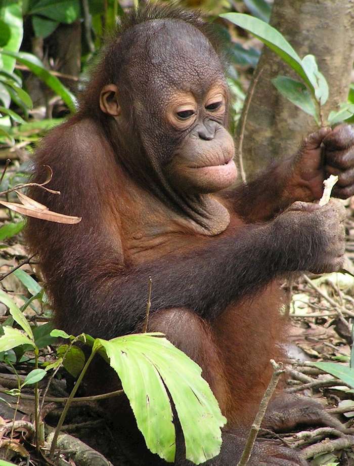 Best Time to Visit Borneo | Best Months for Travel | Audley Travel UK
