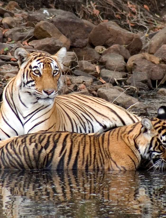 Visit Jaipur on a trip to India | Audley Travel UK