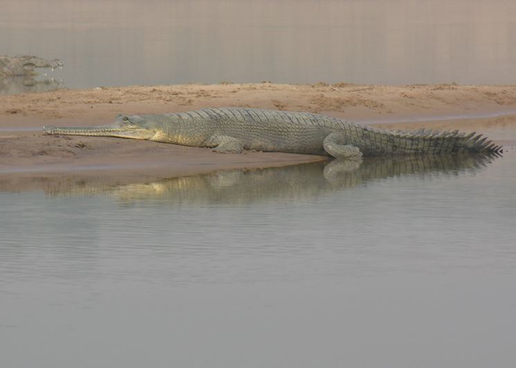 Visit Chambal Sanctuary on a trip to India | Audley Travel CA