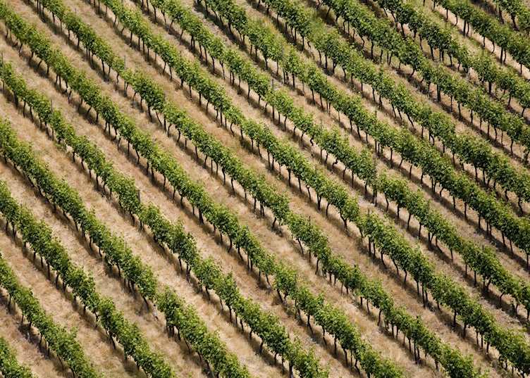 Visit Colchagua Valley on a trip to Chile | Audley Travel UK