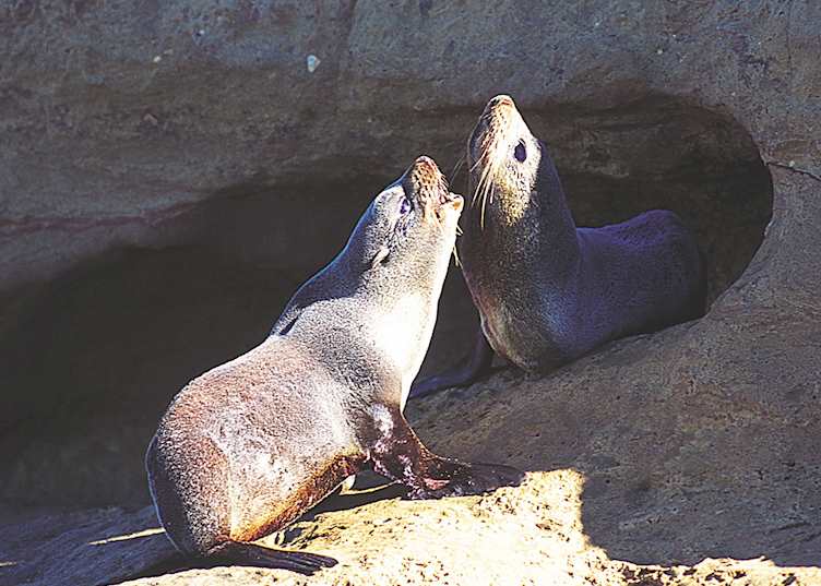 Visit The Kauri Coast in New Zealand | Audley Travel US