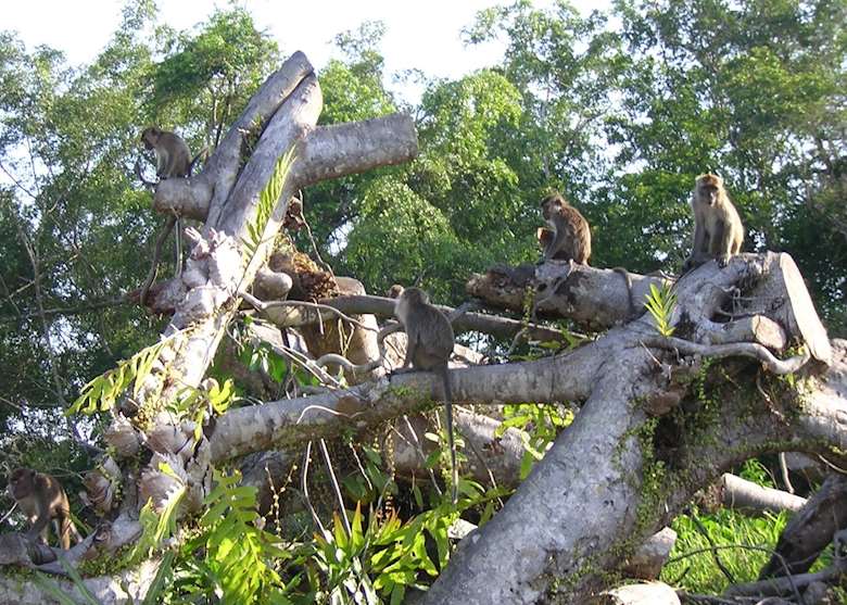 Visit Garama Wetlands, Borneo | Tailor-Made Trips | Audley Travel US