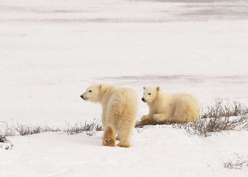The great polar bear gathering | Audley Travel UK