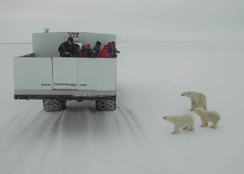 The great polar bear gathering | Audley Travel US