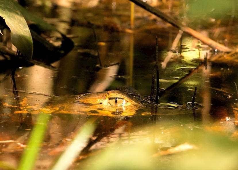 Travel to the Amazon and Lake Titicaca | Audley Travel US