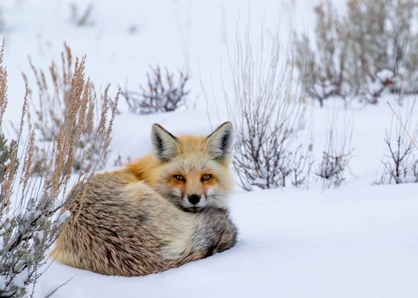 Yellowstone National Park discovered | Audley Travel US