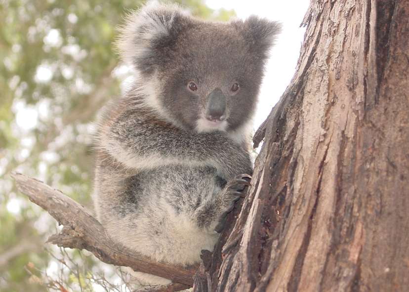 South Australia's wine, wildlife & outback self-drive | Audley Travel US