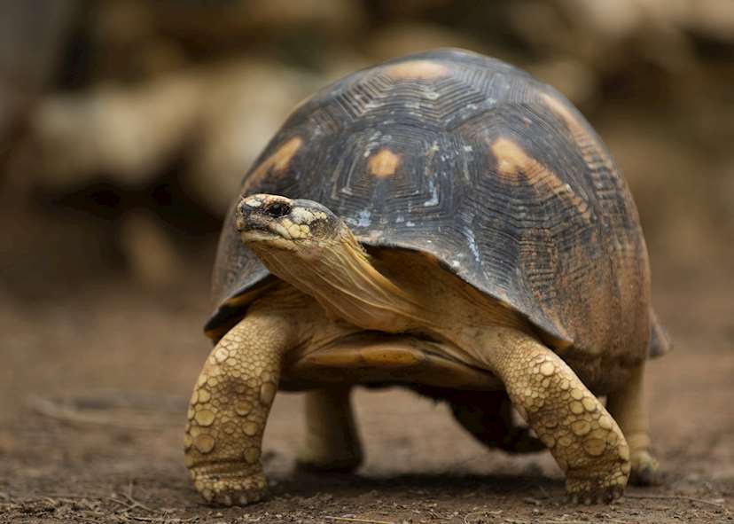 Madagascar's southern national parks | Audley Travel US