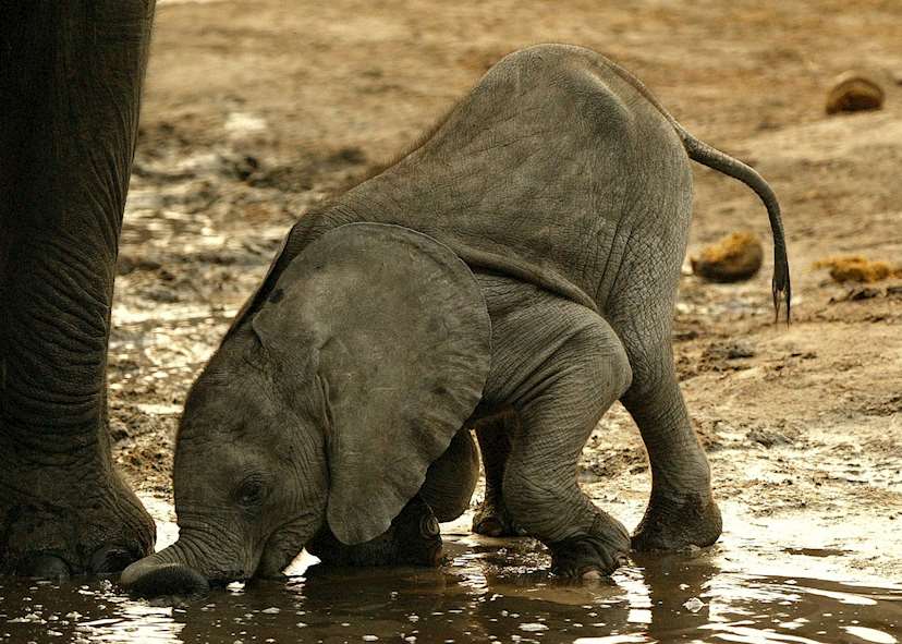 Luxury Botswana Safari Tour | Audley Travel UK