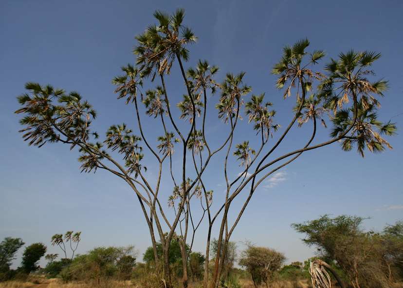 Ultimate Kenya safari: Amboseli, Meru & Masai Mara | Audley Travel UK