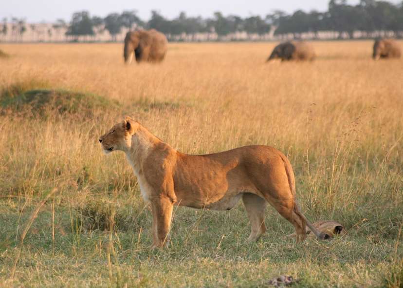 Gorillas & the Big Five: Rwanda & Kenya | Audley Travel US