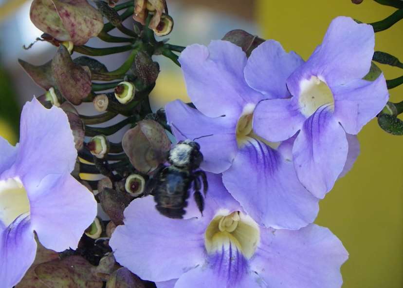 Guatemala and Belize Tour | Audley Travel US