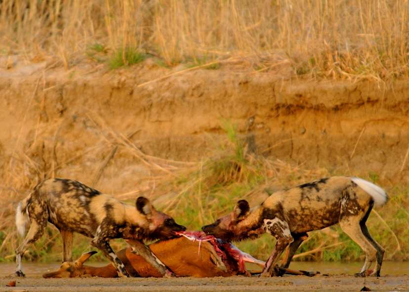 South Luangwa Safari Tour | Audley Travel US