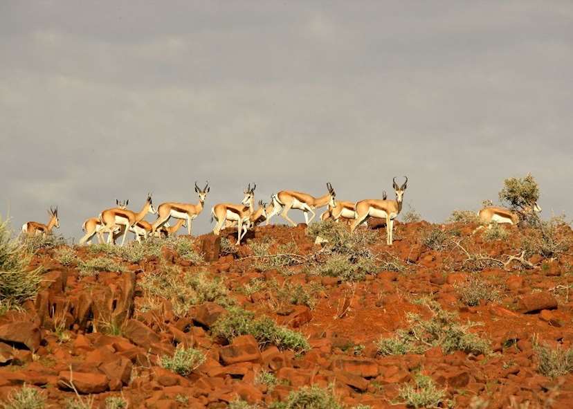 Namibia's wildlife highlights self-drive safari | Audley Travel US