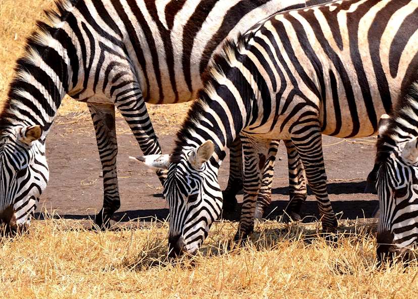 Primates, Migration & the Big Five itinerary | Audley Travel UK