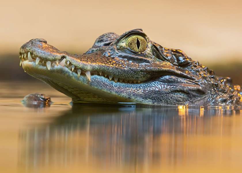 Best Time to Visit Brazil | Best Months for Travel | Audley Travel UK