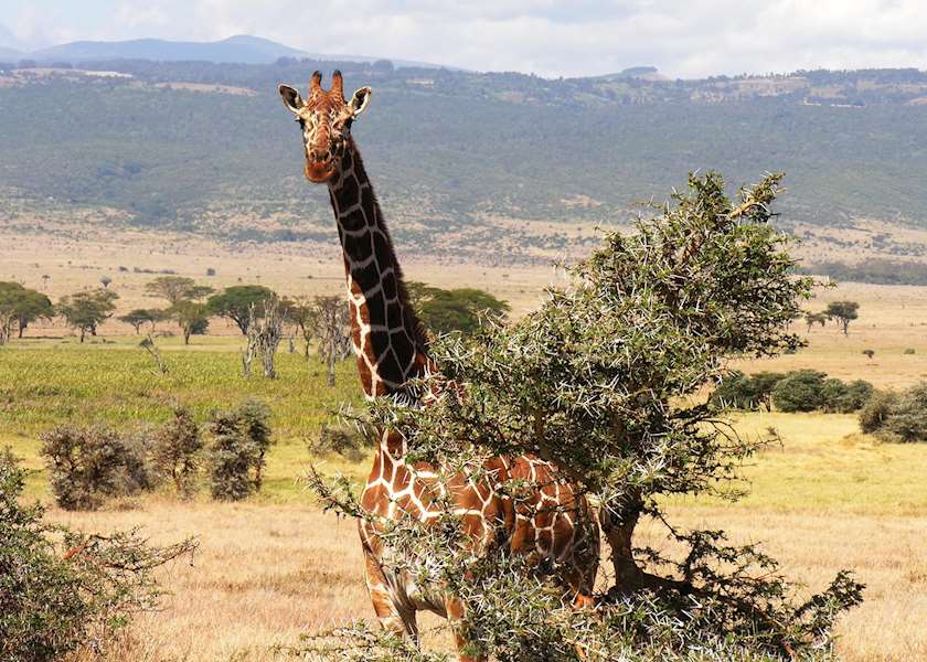 Best Time to Visit Kenya | Climate Guide | Audley Travel UK