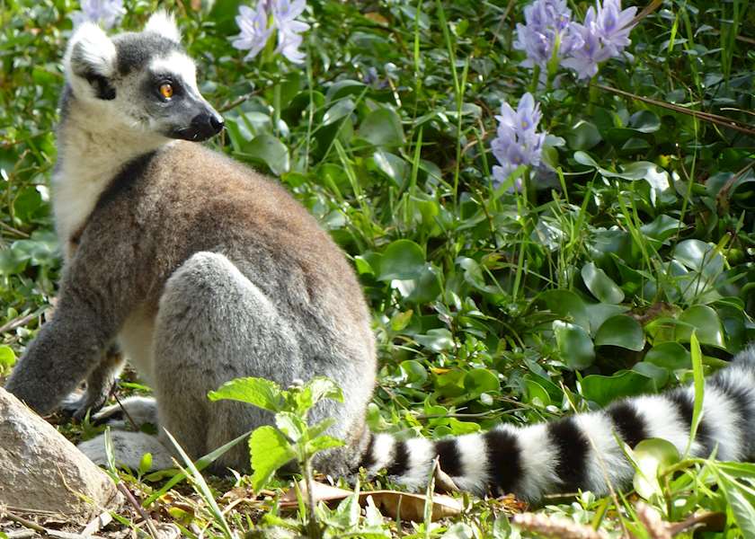 Best Time to Visit Madagascar | Best Months for Travel | Audley Travel UK